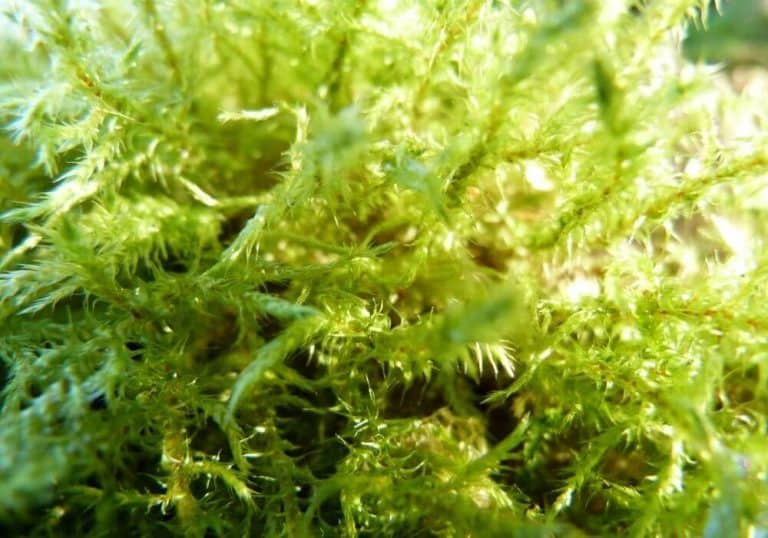 15 Popular Types Of Moss Plants (Scientific Names + Photos)