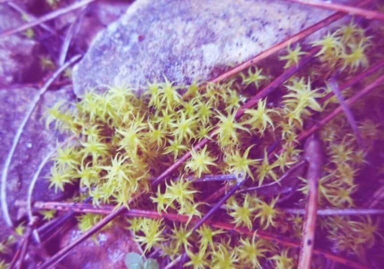 15 Popular Types Of Moss Plants (Scientific Names + Photos)