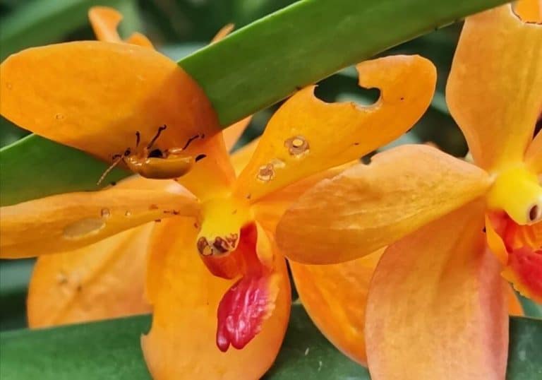 How To Get Rid Of Bugs On Orchids (Common Orchid Pests)