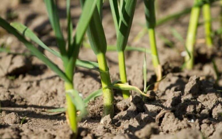 Is Garlic a Vegetable Or Root? (Garlic Classification)