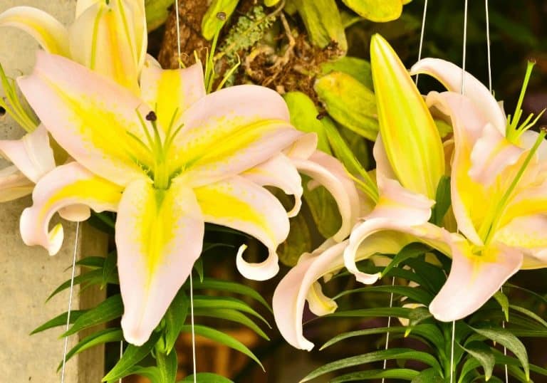 Top 10 Different Types Of Lilies (Lily Divisions + Photos)