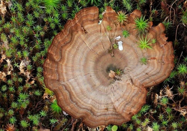 15 Popular Types Of Moss Plants (Scientific Names + Photos)