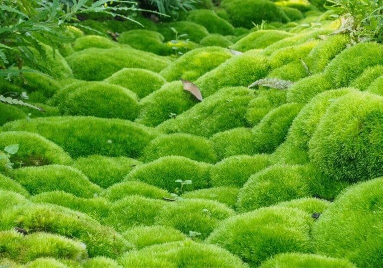 15 Popular Types Of Moss Plants (Scientific Names + Photos)