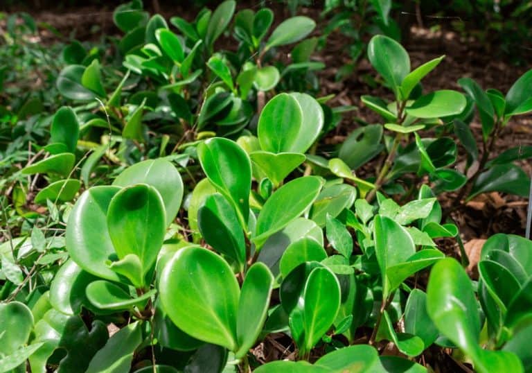 10 Different Types Of Peperomia Plant (With Photos)