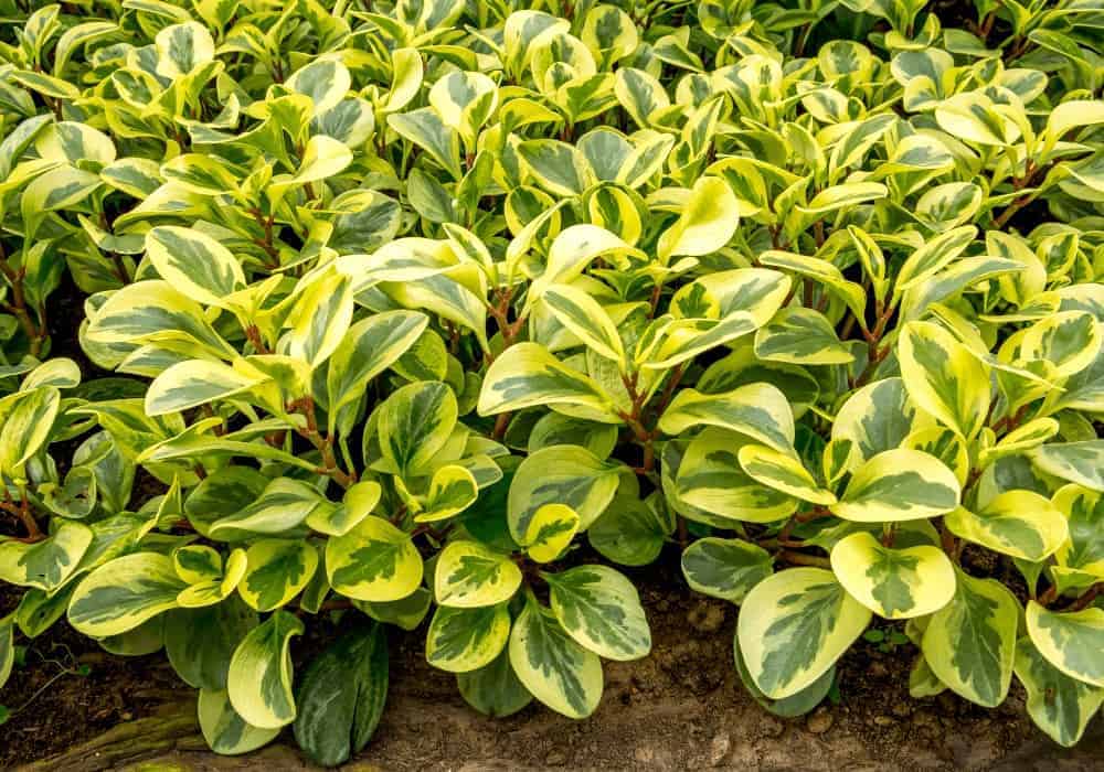 10 Different Types Of Peperomia Plant (With Photos)