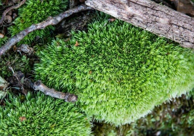 15 Popular Types Of Moss Plants (Scientific Names + Photos)
