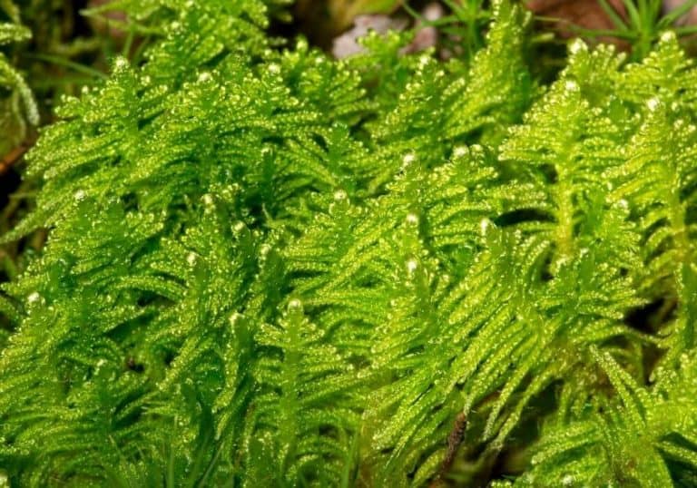 15 Popular Types Of Moss Plants (Scientific Names + Photos)