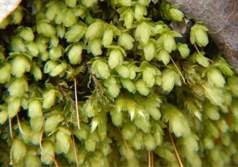 15 Popular Types Of Moss Plants (Scientific Names + Photos)