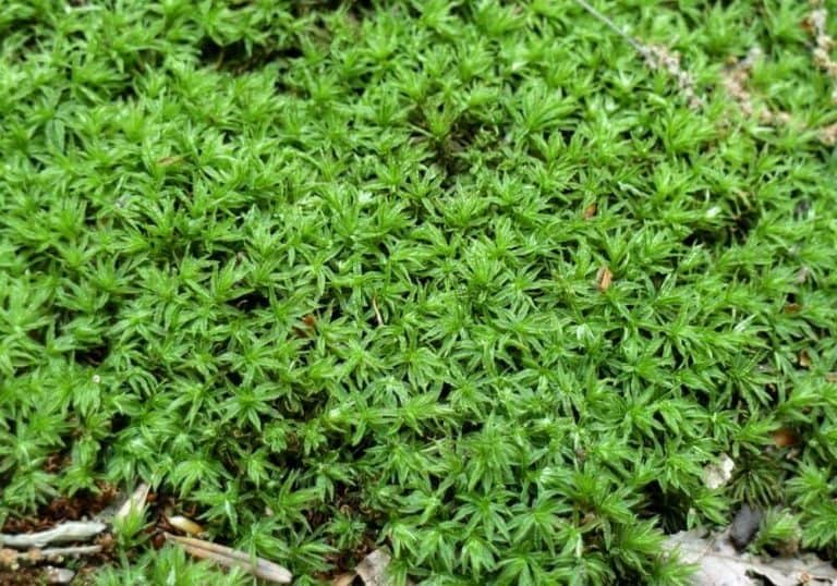 15 Popular Types Of Moss Plants (Scientific Names + Photos)