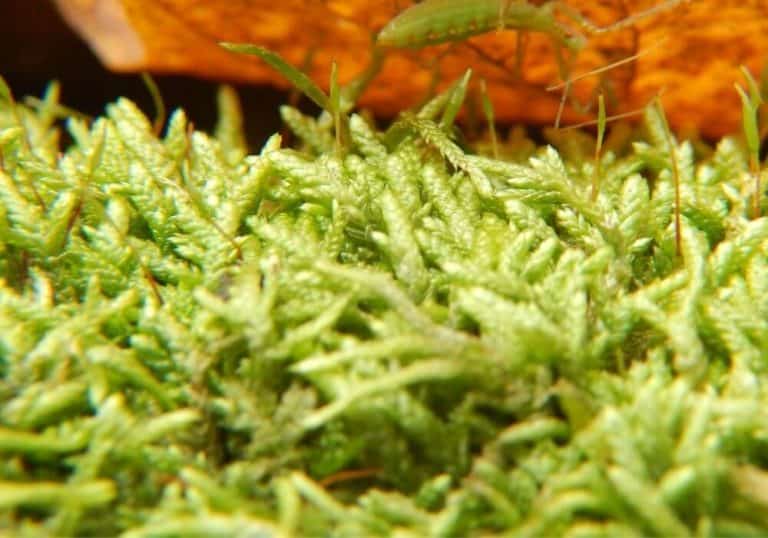 15 Popular Types Of Moss Plants (Scientific Names + Photos)