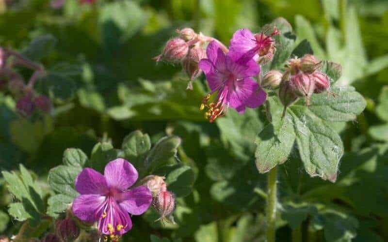 Why is My Columbine Plant Dying? (6 Possible Causes!)