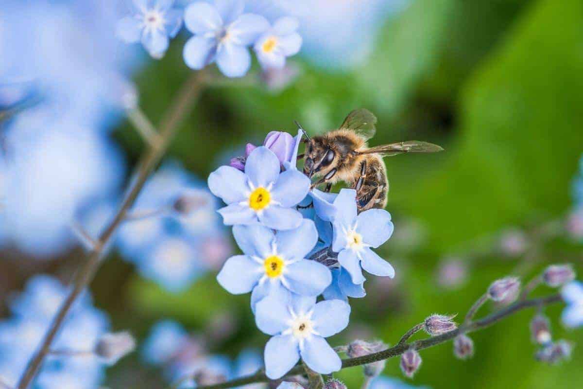 Do Bees Like Forget-Me-Nots? (Forget-Me-Nots Friendly Bugs)