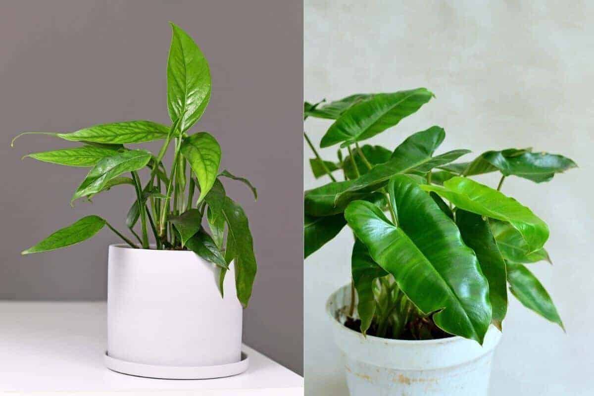 Cebu Blue Pothos Vs Philodendron (Key Differences)