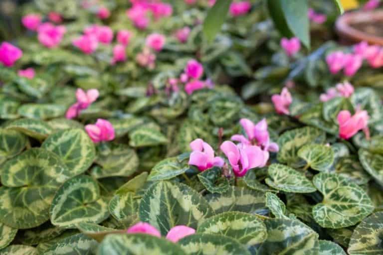 Top 17 Plants with Heart Shaped Leaves (Indoor & Outdoor)