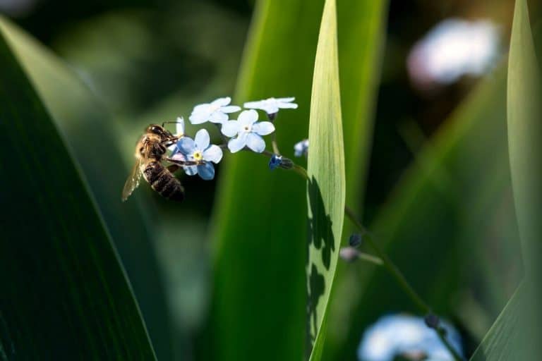 Do Bees Like Forget-Me-Nots? (Forget-Me-Nots Friendly Bugs)