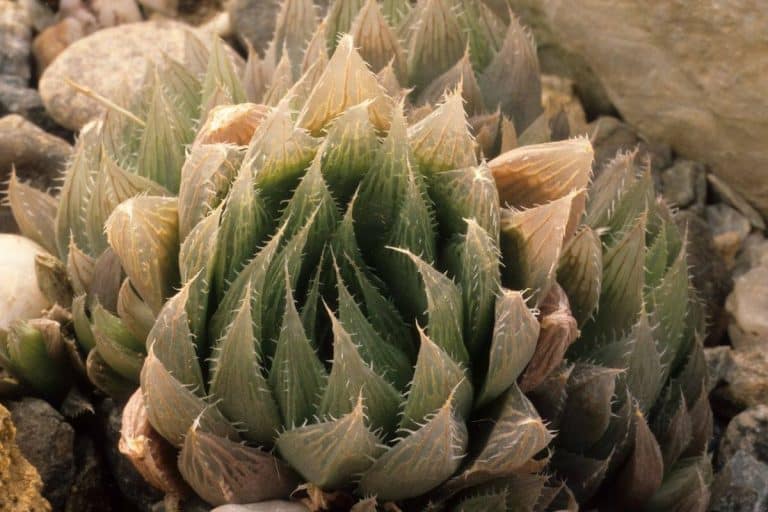 Top 13 Species of Plants With Spiky Leaves (+ Their Photos)