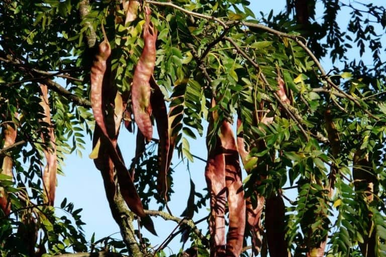 Top 6 Beautiful Trees with Fern-Like Leaves (With Photos)