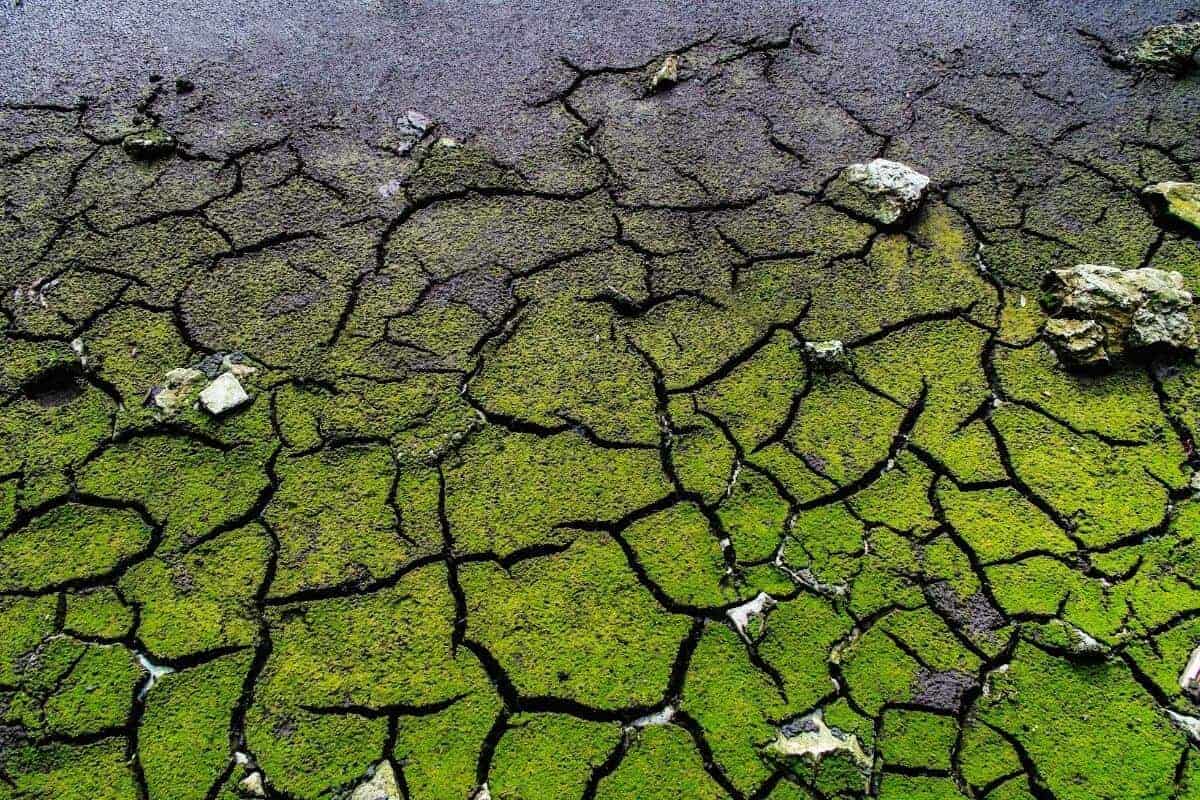 How Do You Bring Dead Soil Back To Life? (5 Quick Steps)