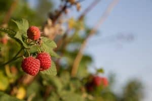 How Long Do Raspberries Take To Grow from Seed?