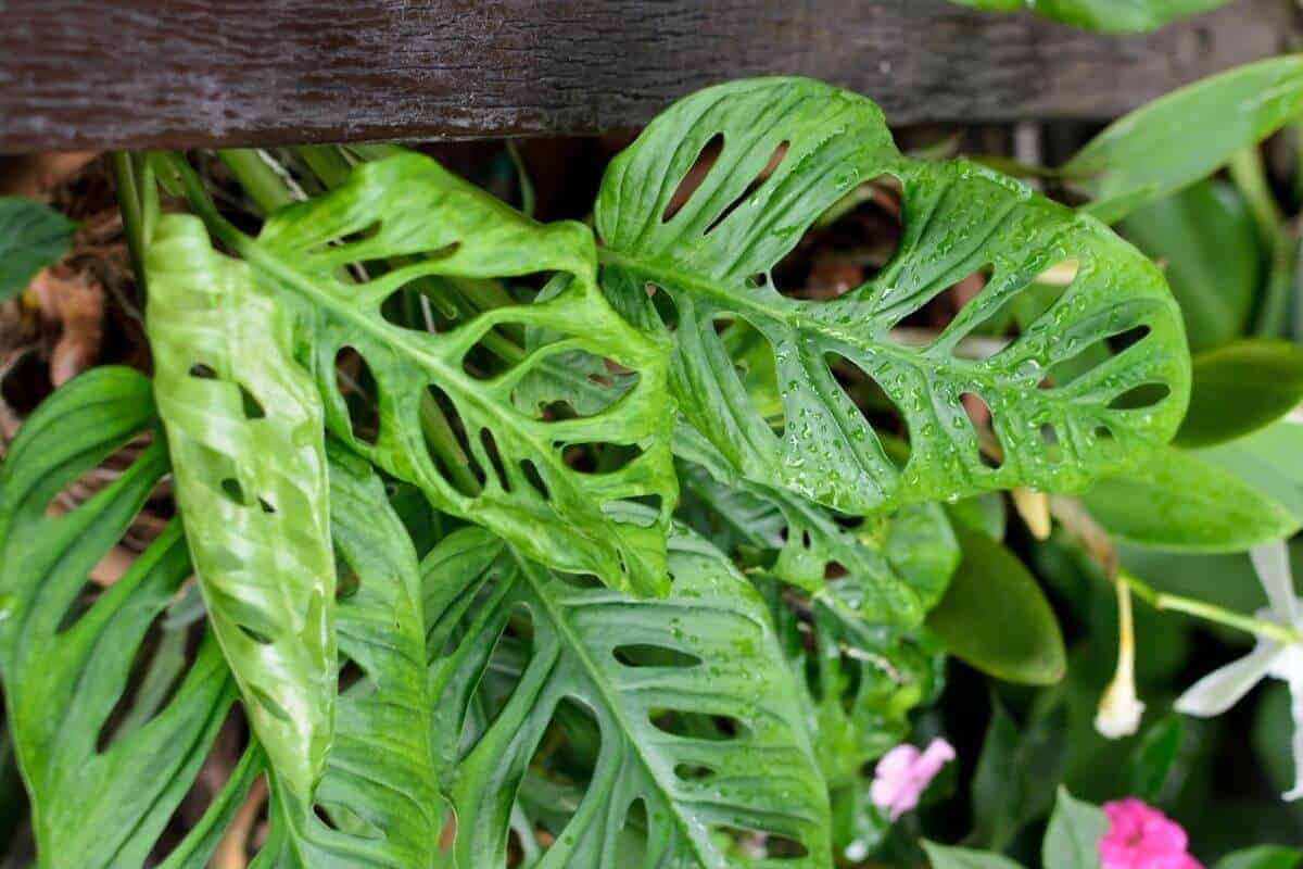 Monstera Epipremnoides Care (Monstera Esqueleto)