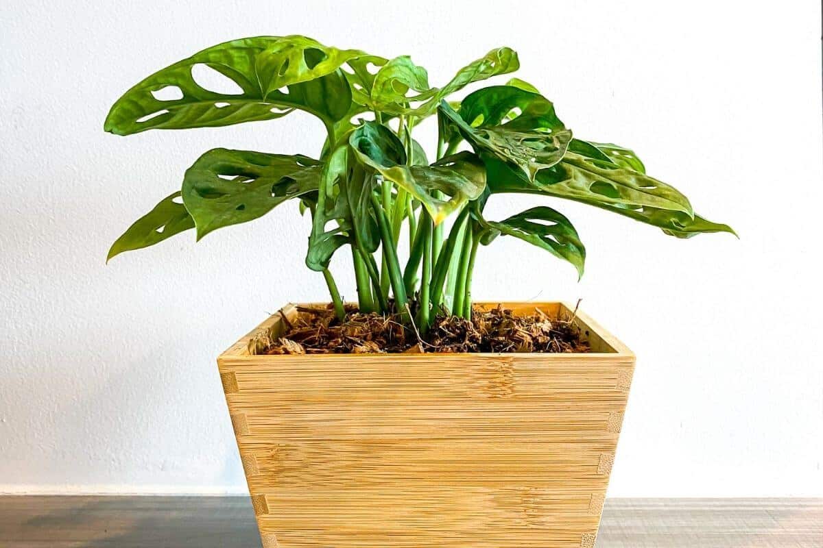 Monstera Obliqua Care and Growing Tips