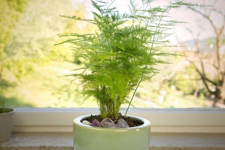 Plumosa Fern Care: Growing Asparagus Setaceus