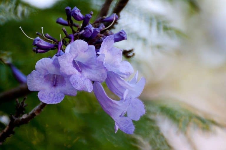 Top 6 Beautiful Trees with Fern-Like Leaves (With Photos)