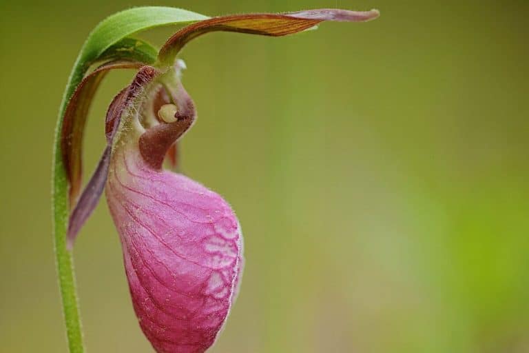 21 Types Of Carnivorous Plants (+ How to Care For Them)