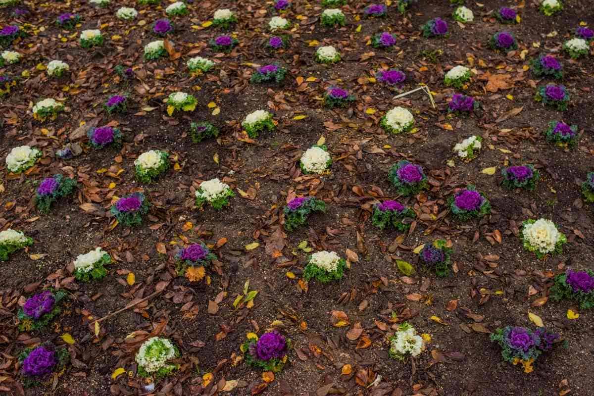 4 Different Cauliflower Growing Stages