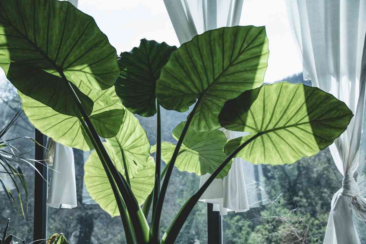 Alocasia Sumo Care and Growing Tips