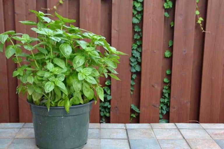 Why Is Basil Plant Wilting? (9 Causes and Solutions)