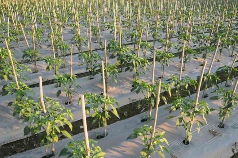4 Different Chili Plant Growing Stages