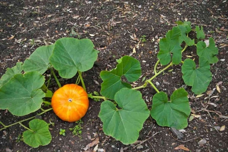 7 Different Pumpkin Growing Stages