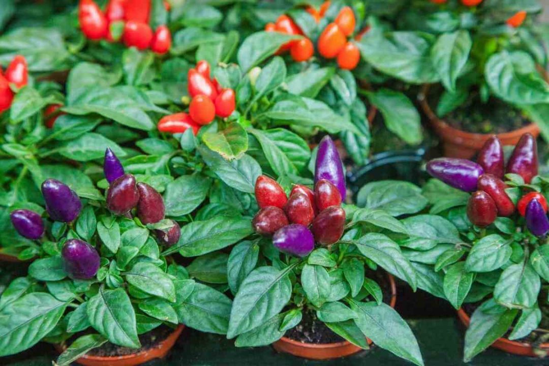 Top 10 Types of Ornamental Peppers ( With Pictures)