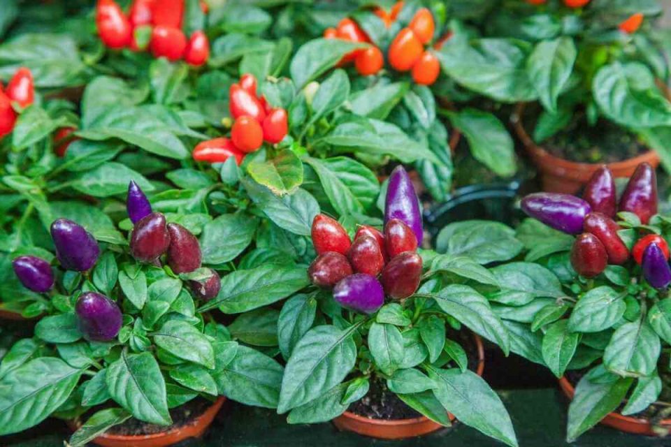 Top 10 Types of Ornamental Peppers ( With Pictures)