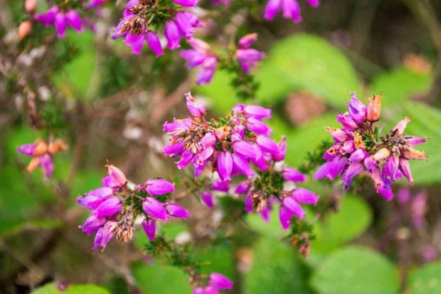 Top 9 Types of Heather Plants (With Pictures)