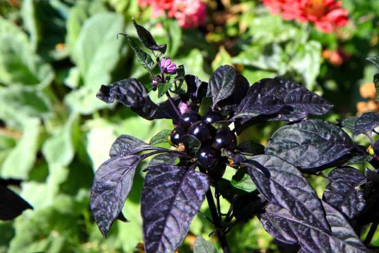 Top 10 Types of Ornamental Peppers ( With Pictures)