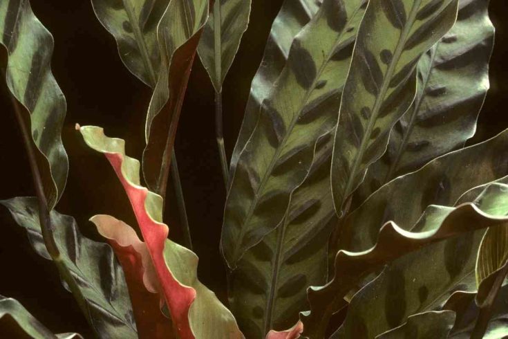 Calathea Louisae Care and Growing Tips