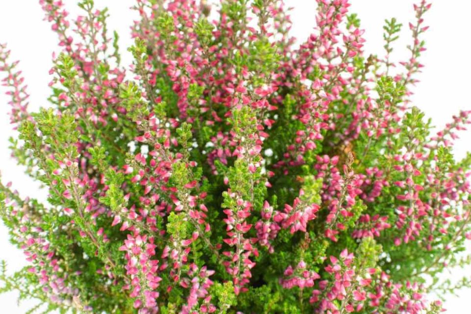 Top 9 Types of Heather Plants (With Pictures)