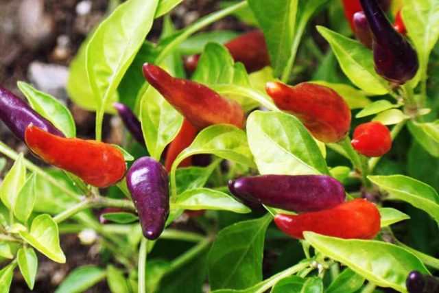 Top 10 Types of Ornamental Peppers ( With Pictures)