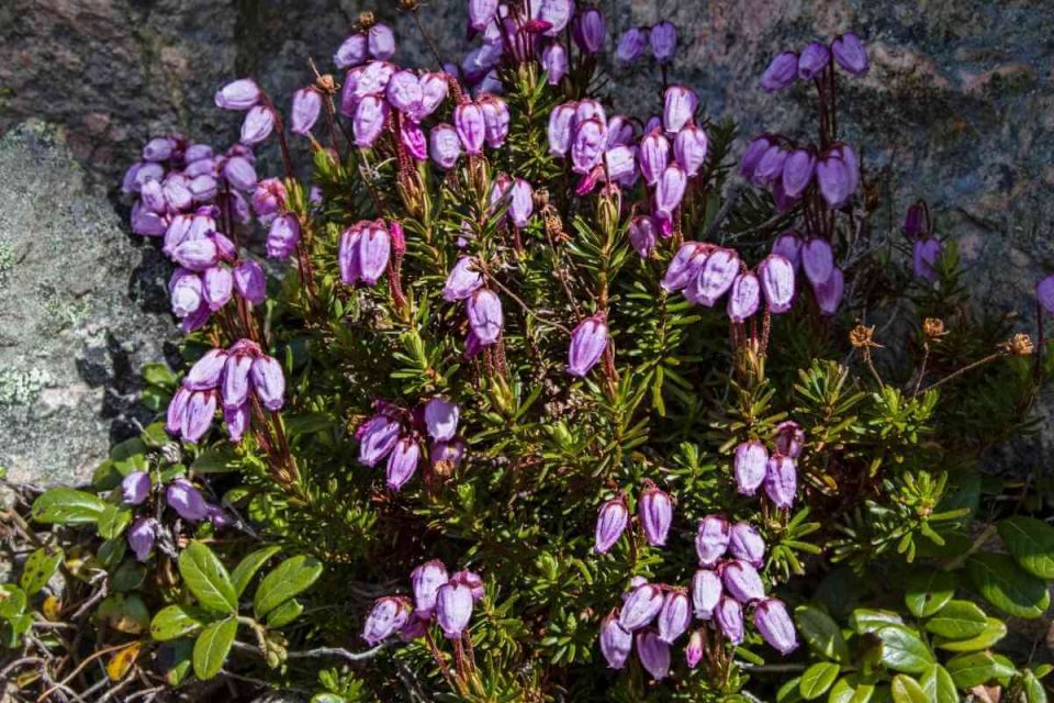 Top 9 Types of Heather Plants (With Pictures)