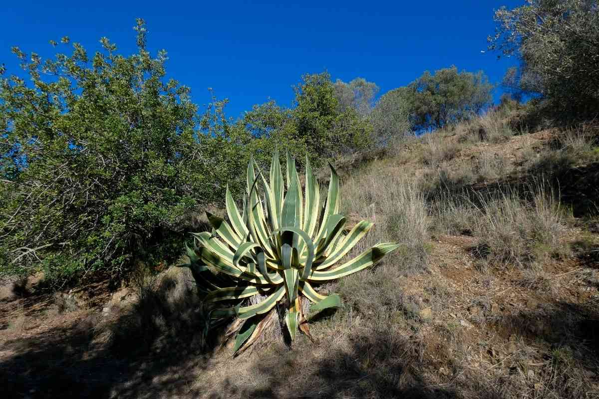 Top 5 Drought Tolerant Mediterranean Plants