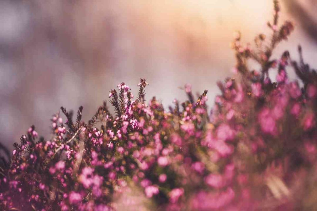 Top 9 Types of Heather Plants (With Pictures)