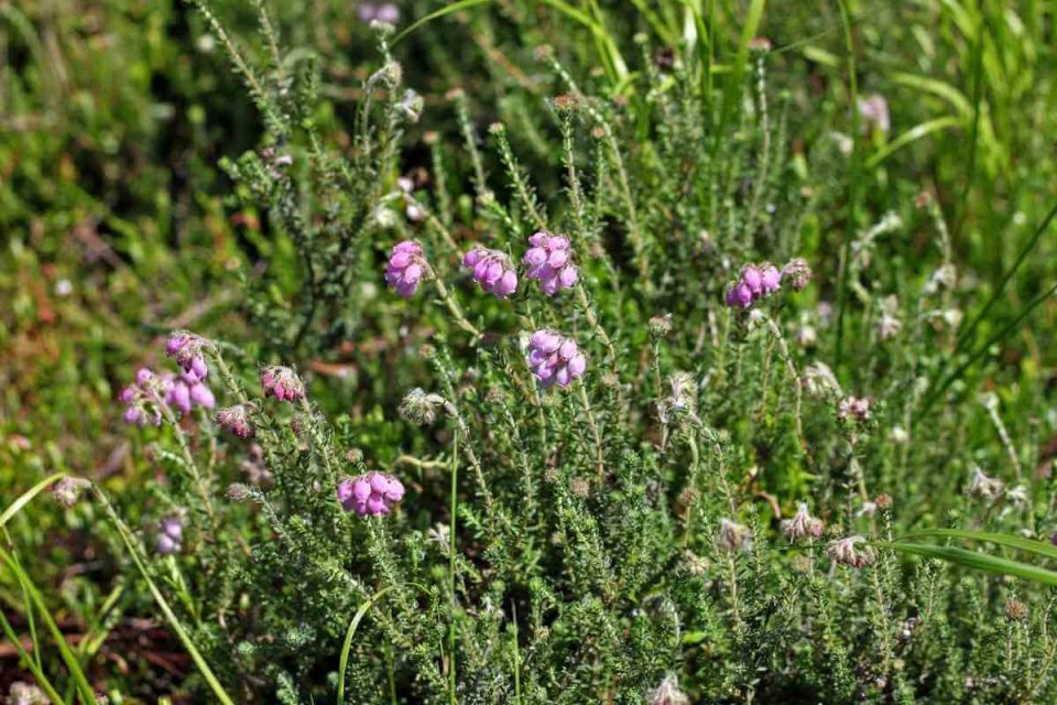 Top 9 Types of Heather Plants (With Pictures)