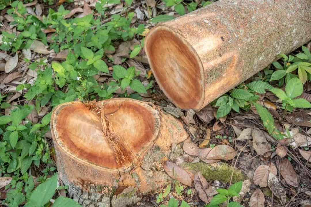 Top 5 Hand Saws for Cutting Logs