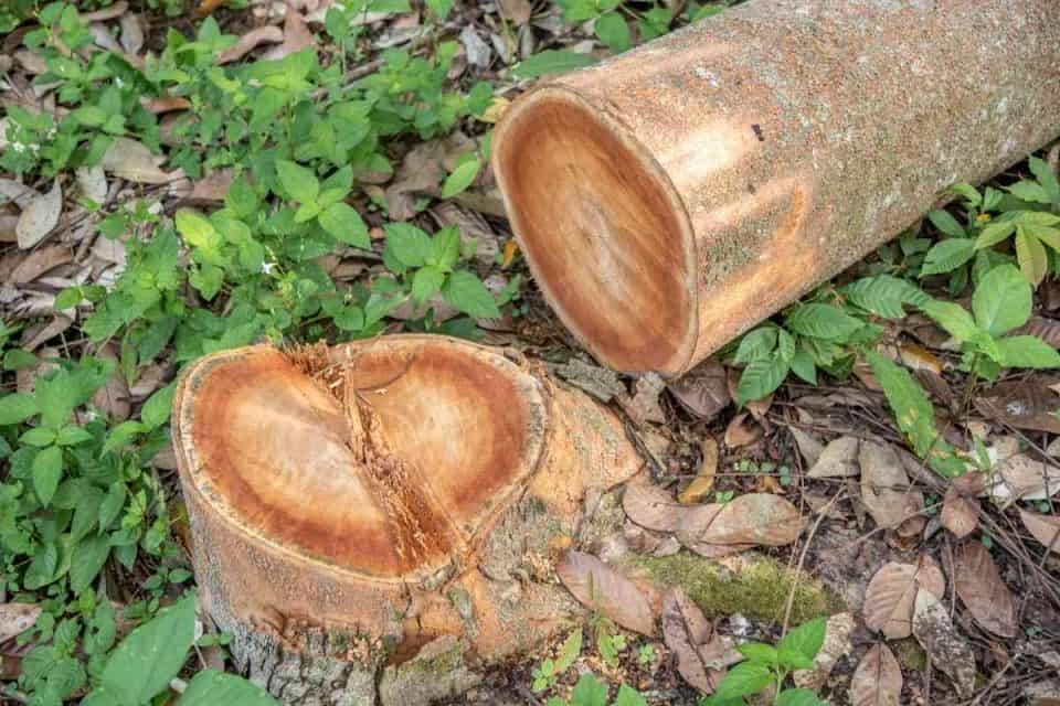 Top 5 Hand Saws for Cutting Logs