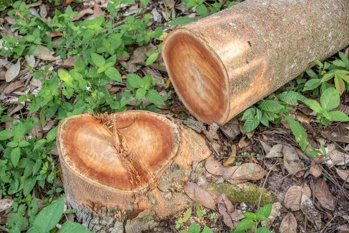 Top 5 Hand Saws for Cutting Logs