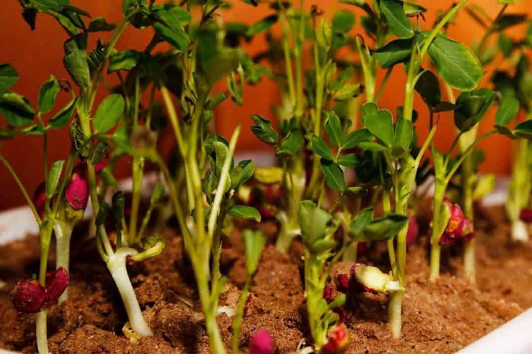 Are Peanuts Fruits Or Vegetable? (Or Nuts?)