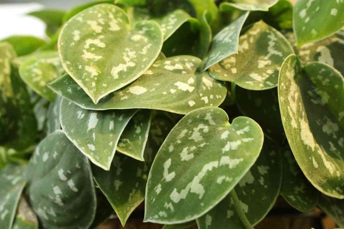 Scindapsus Silver Splash Care and Growing Tips