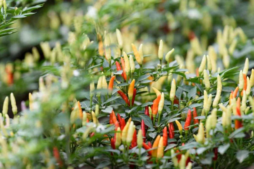 Top 10 Types of Ornamental Peppers ( With Pictures)